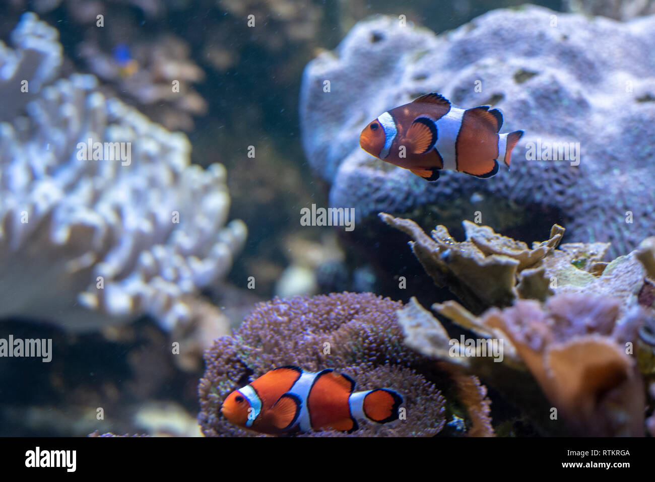 Clown anemonefish (Amphiprion ocellaris) the most iconic fish of the ...