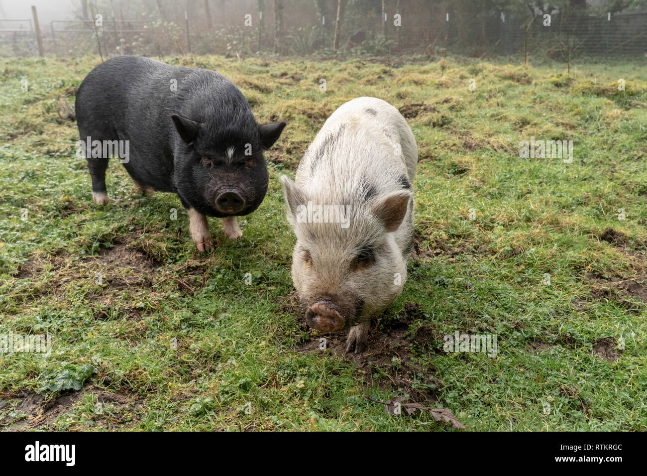 Issaquah, Washington, USA. Julianna mini pig and Vietnamese Pot-bellied ...