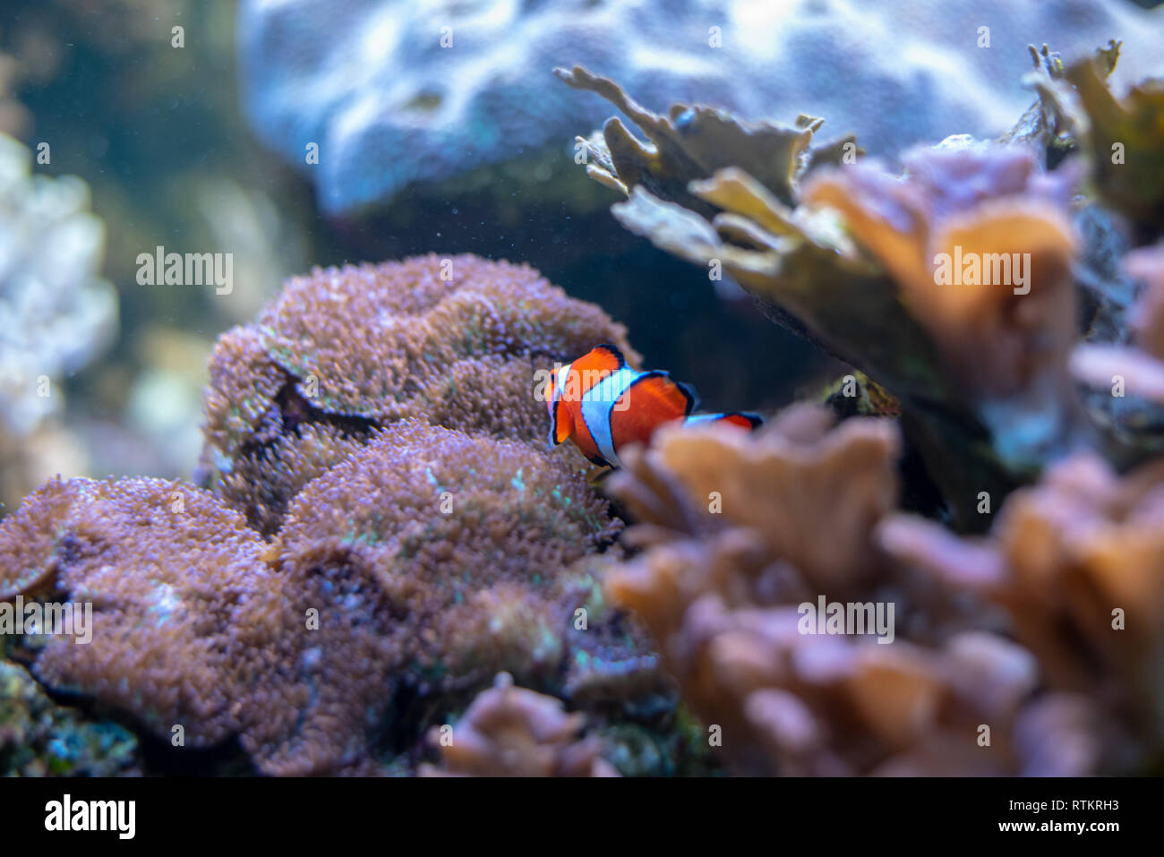 Clown anemonefish (Amphiprion ocellaris) the most iconic fish of the ...