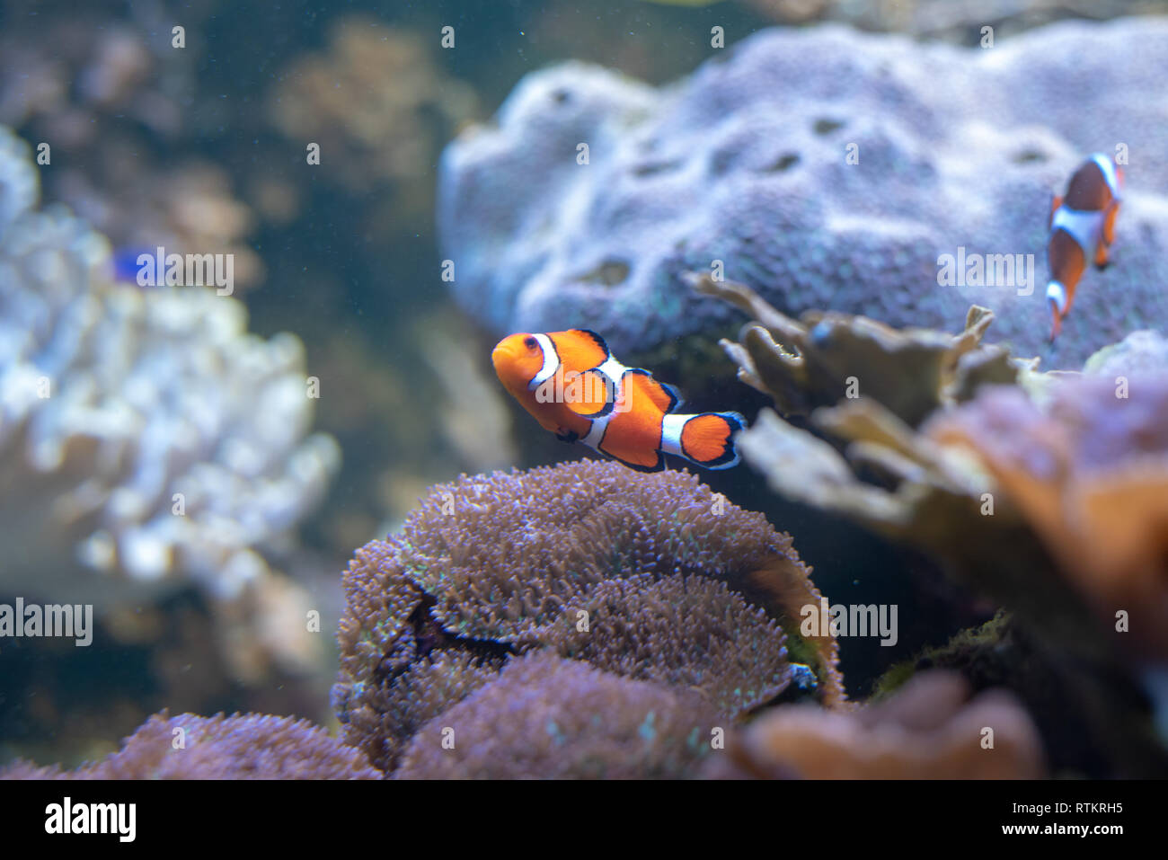 Clown anemonefish (Amphiprion ocellaris) the most iconic fish of the ...