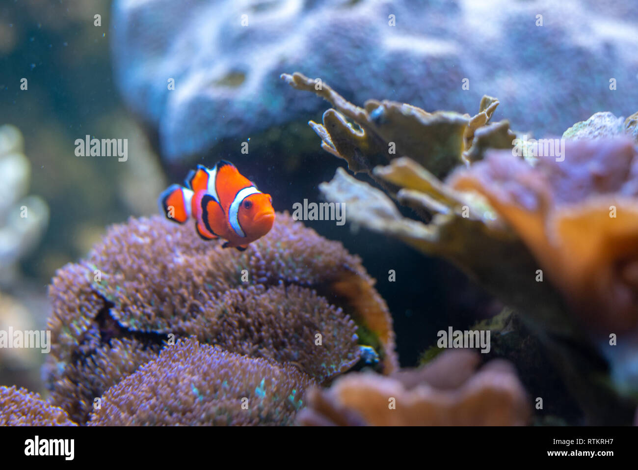 Clown anemonefish (Amphiprion ocellaris) the most iconic fish of the ...