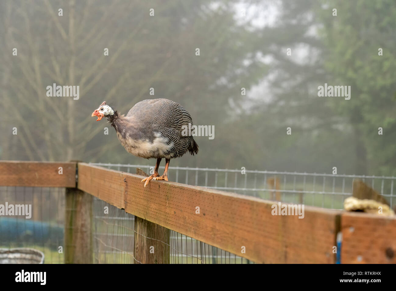 Wattle fence hi-res stock photography and images - Alamy
