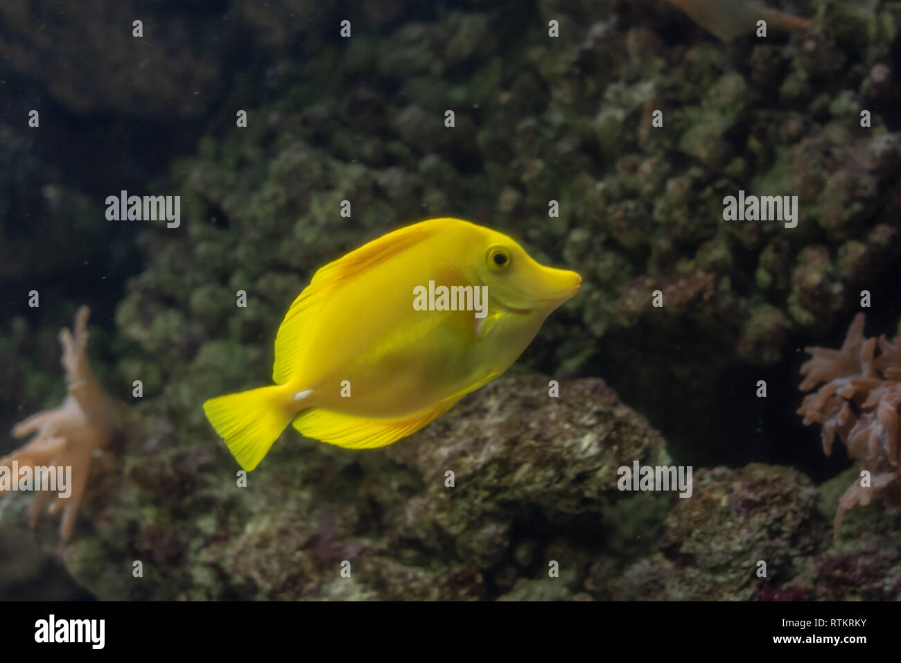 Yellow tang zebrasoma flavescens in hi-res stock photography and images ...
