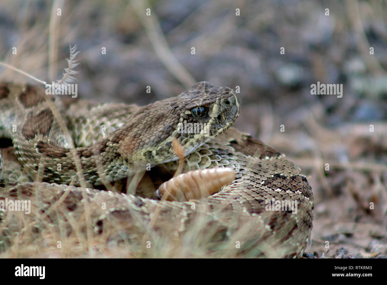 A prairie rattlesnake is coiled up and alert near Iron Mountain ...