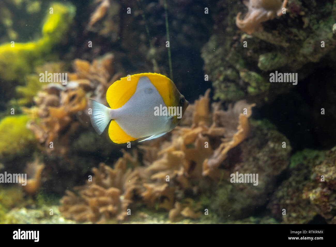 Sea water white and yellow fish among corals Stock Photo - Alamy