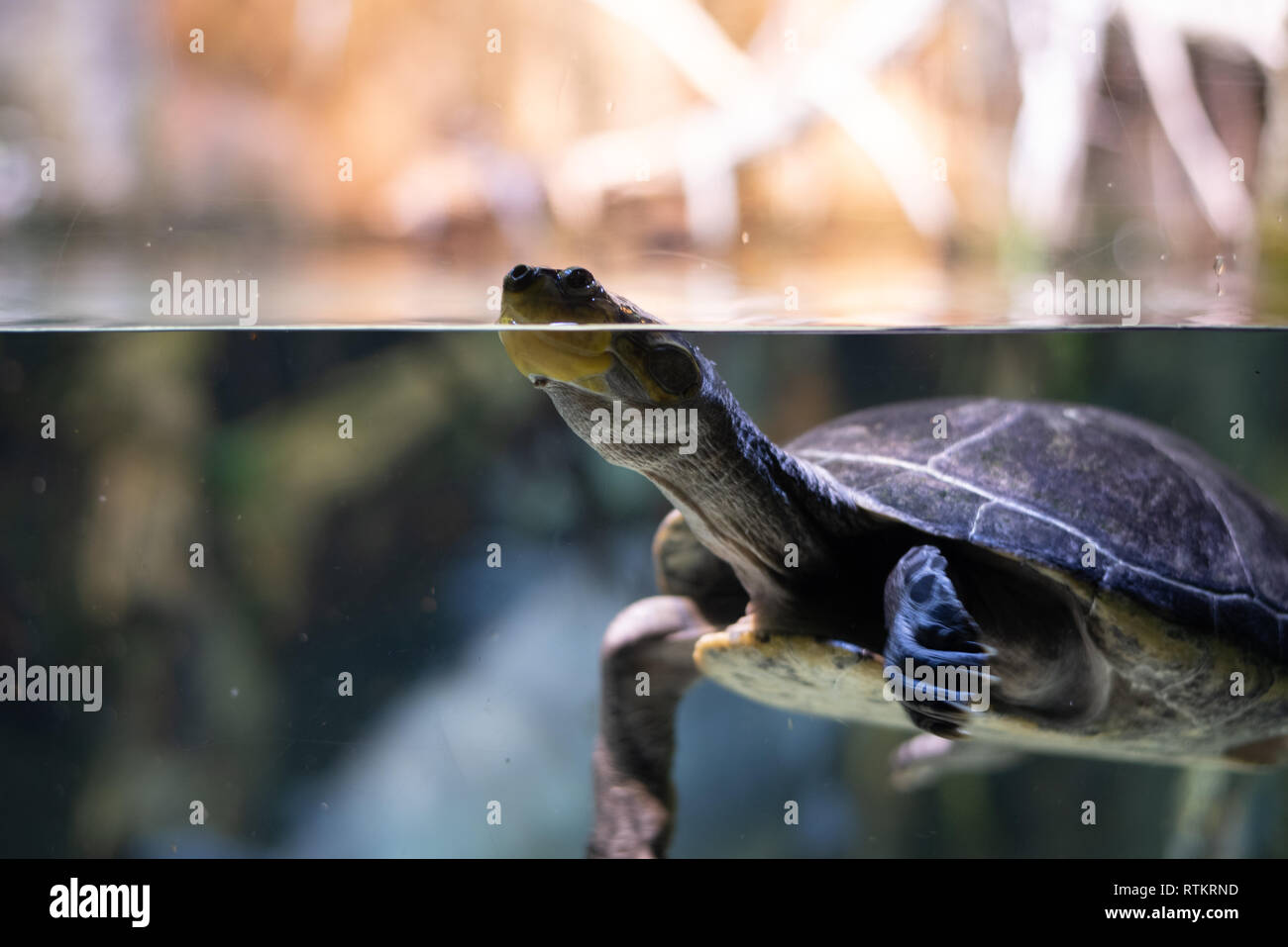 Guyana side-necked turtle (Phrynops tuberosus Stock Photo - Alamy