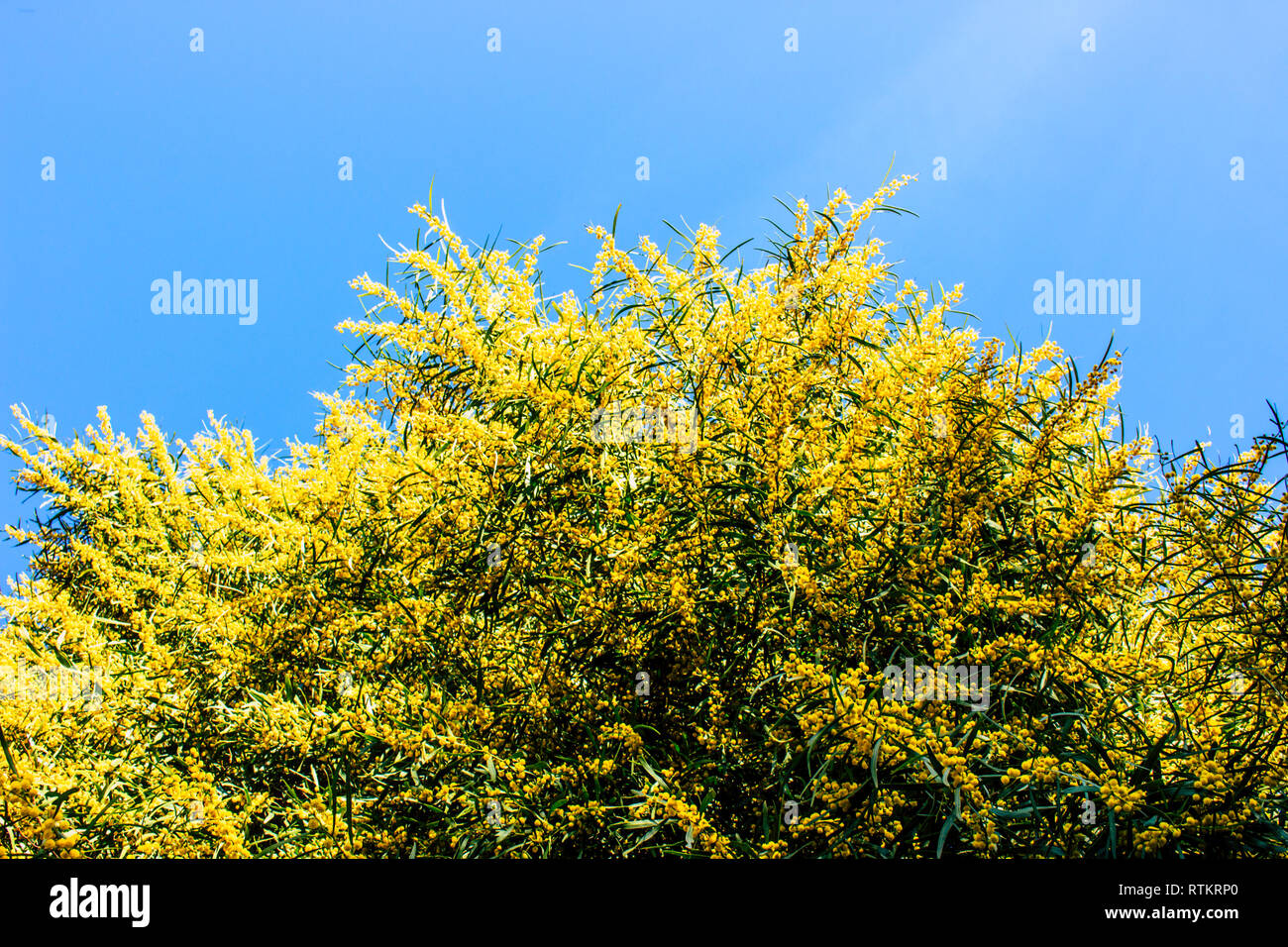 Mimosa. Blooming mimosa tree. Mimosa Spring Flowers Easter background ...