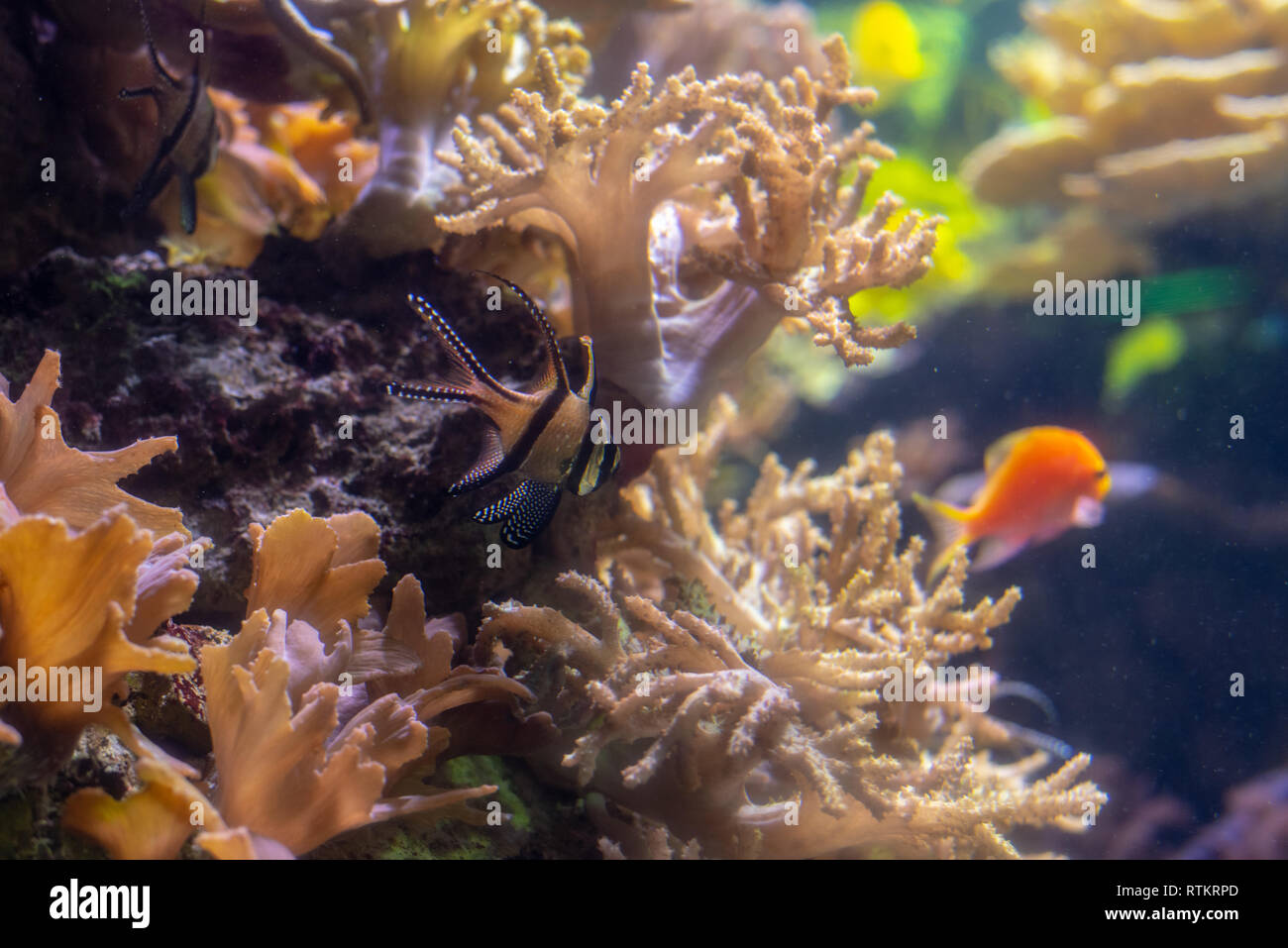 Banggai cardinalfish (Pterapogon kauderni) original from Indonesia are ...