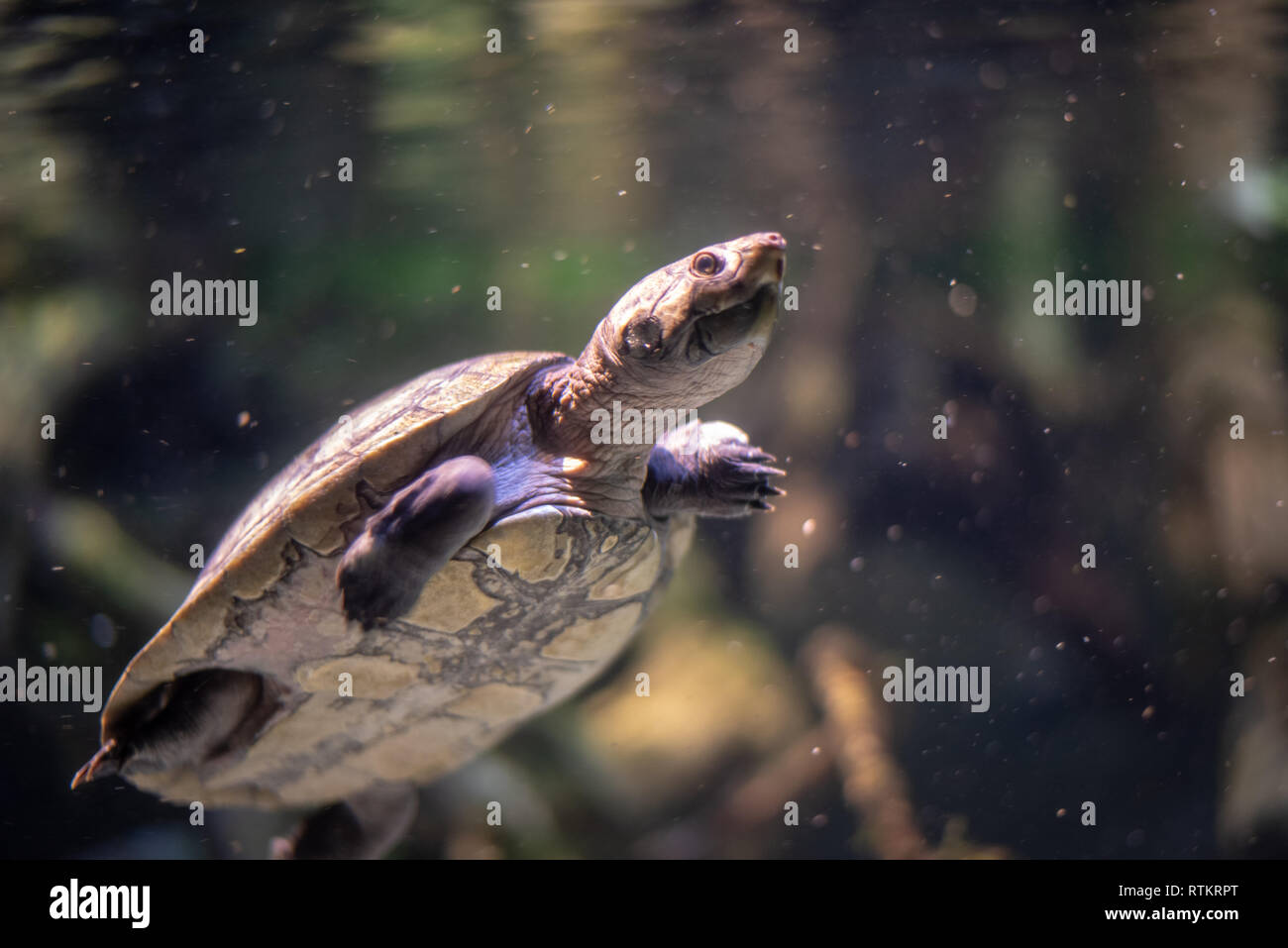 Arrau sideneck turtle hi-res stock photography and images - Alamy