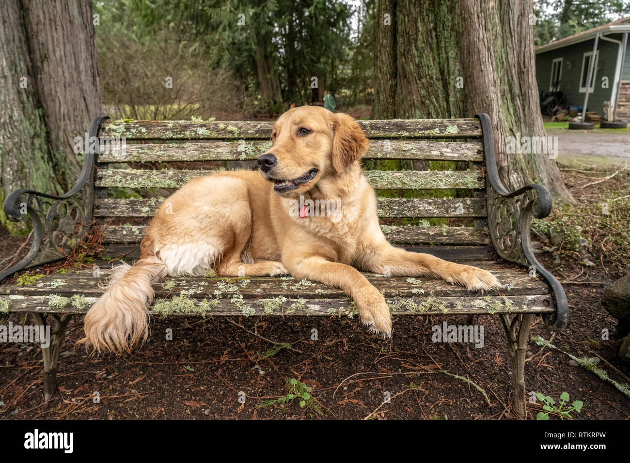 Golden rustic hi-res stock photography and images - Alamy