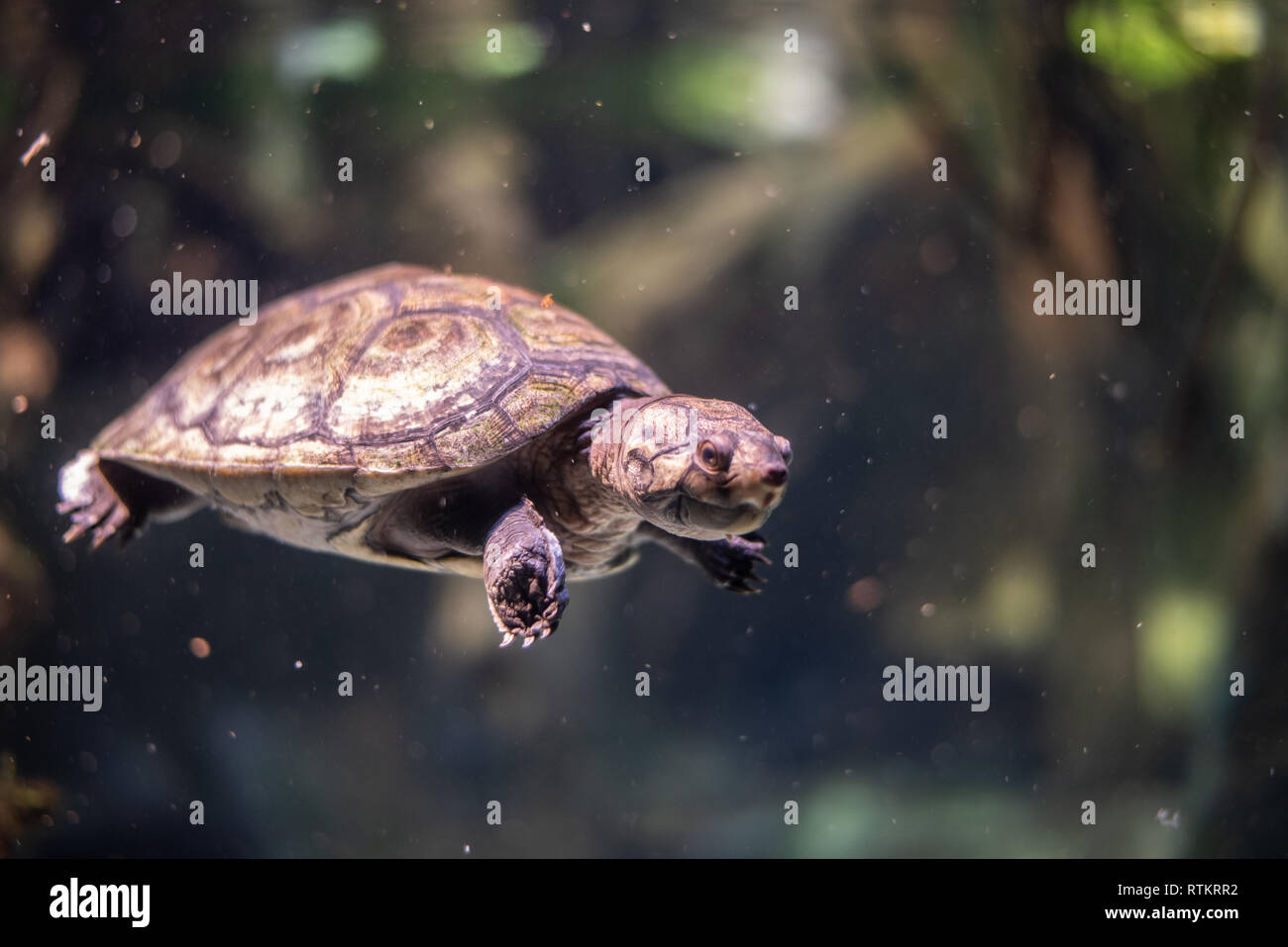 Podocnemis Expansa Stock Photos & Podocnemis Expansa Stock Images - Alamy