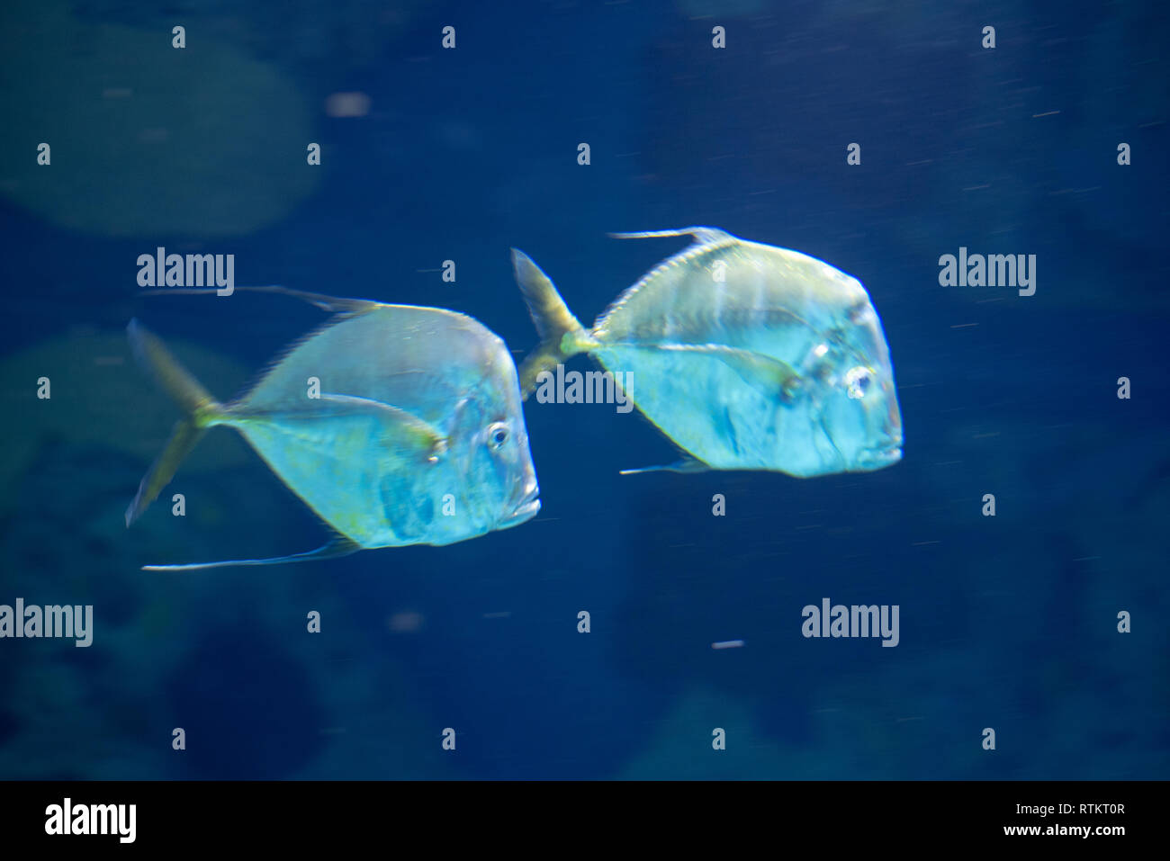Atlantic lookdown hi-res stock photography and images - Alamy