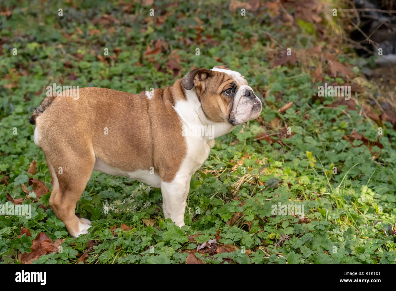 Side view of bulldog hi-res stock photography and images - Alamy