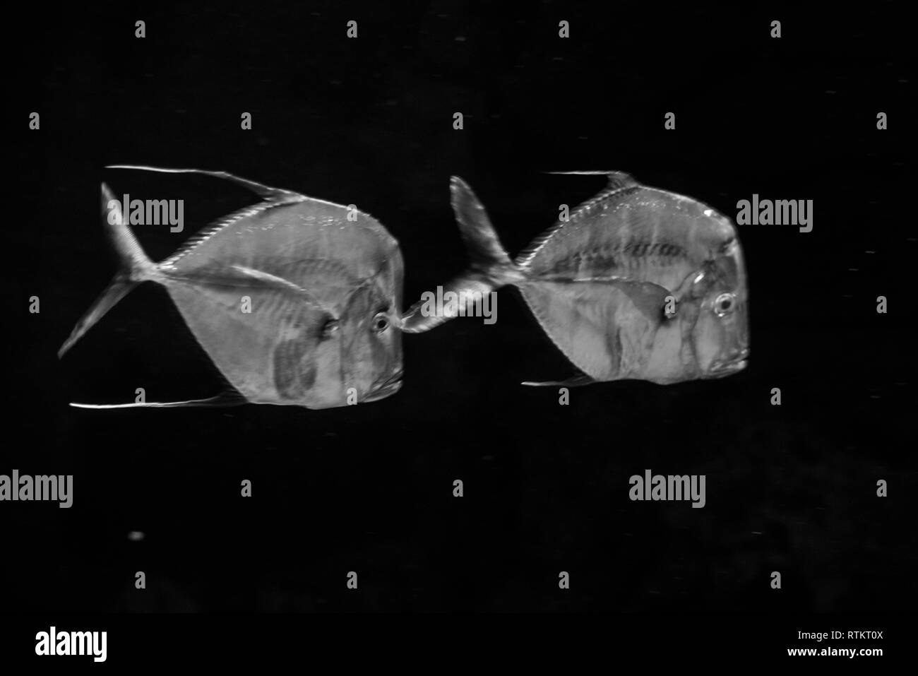 Pair of lookdown fish (Selene vomer Stock Photo - Alamy