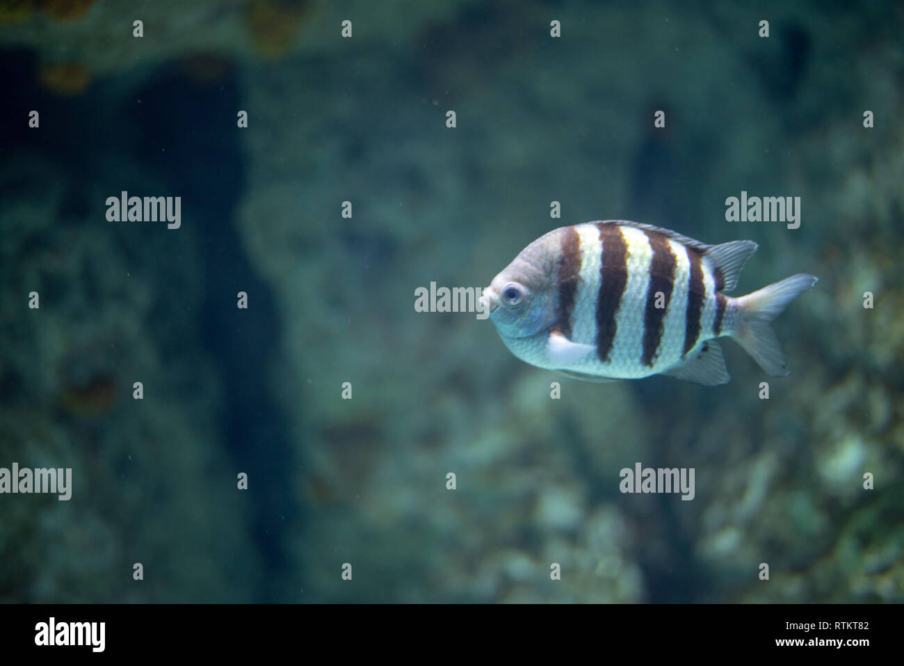 Sergeant major (Abudefduf saxatilis) in the ocean Stock Photo - Alamy