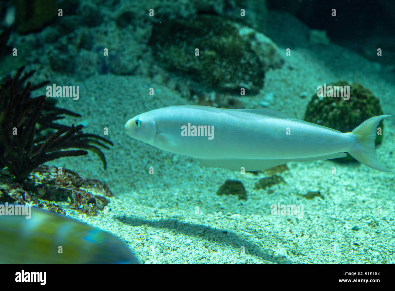 Bottom of the sea with sand and a white fish Stock Photo - Alamy
