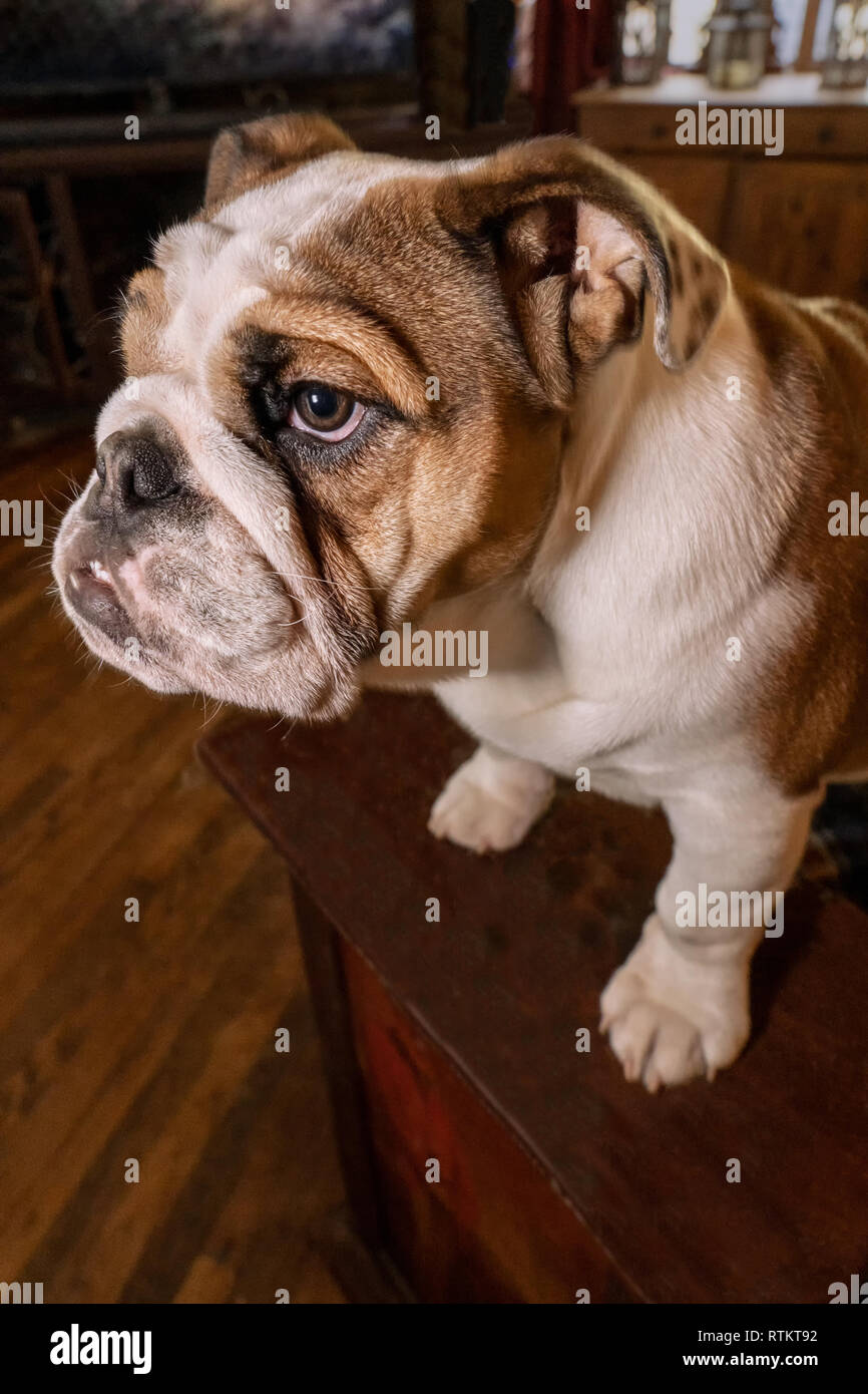 English Bulldog Puppy Face