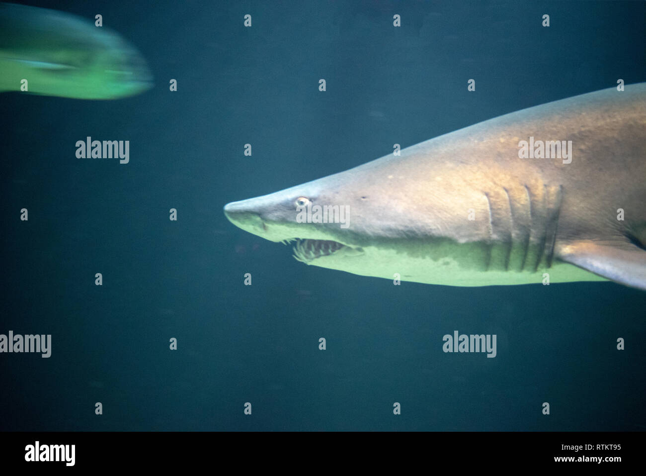 Sand tiger shark bite hi-res stock photography and images - Alamy