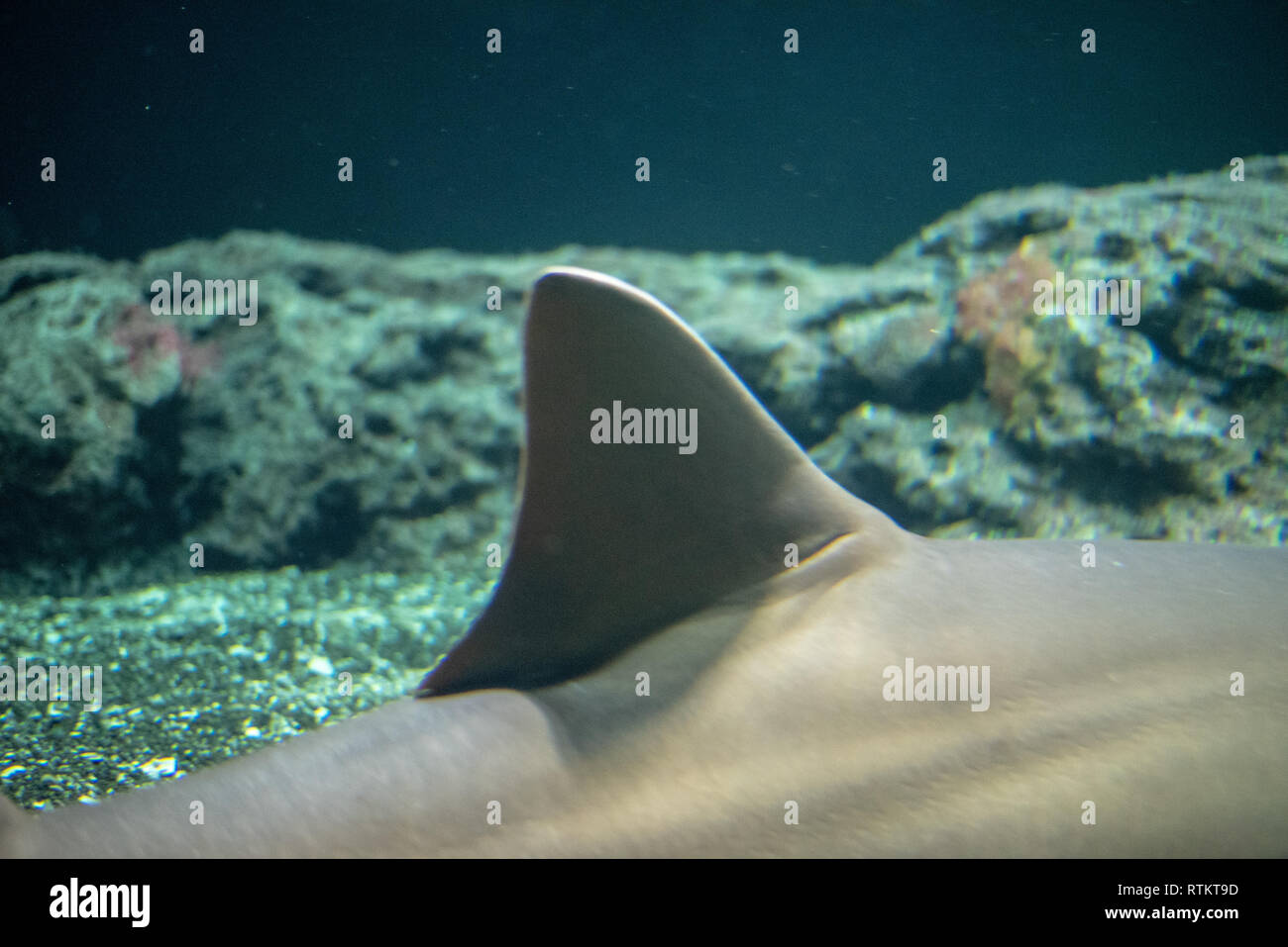 Largetooth sawfish (Pristis pristis) is considered critically ...