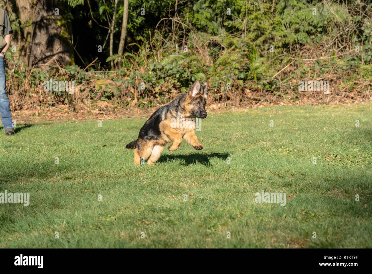 Issaquah, Washington, USA. Four month old German Shepherd puppy "Lander ...