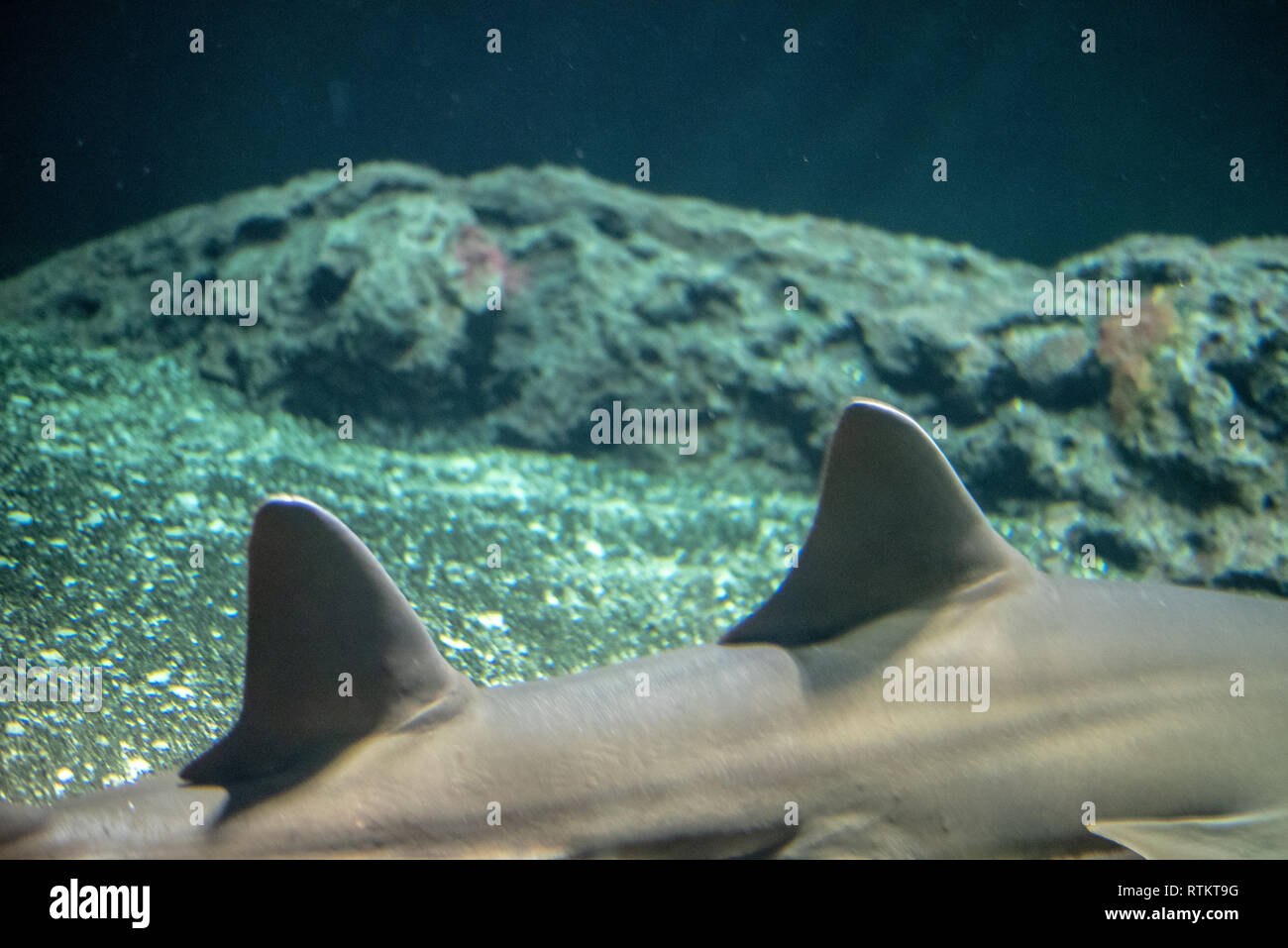 Largetooth sawfish (Pristis pristis) is considered critically ...