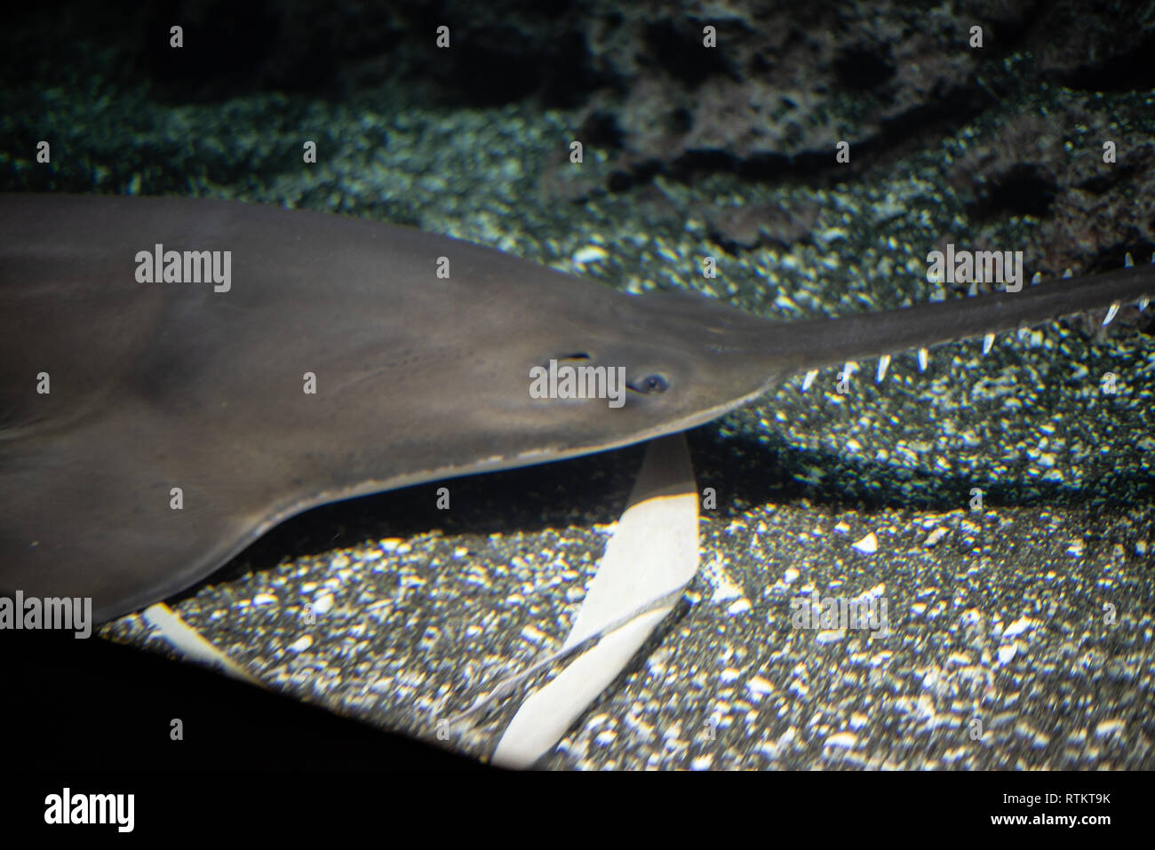 Largetooth Sawfish Pristis Pristis Is Considered Critically largetooth-sawfish-pristis-pristis-is-considered-critically