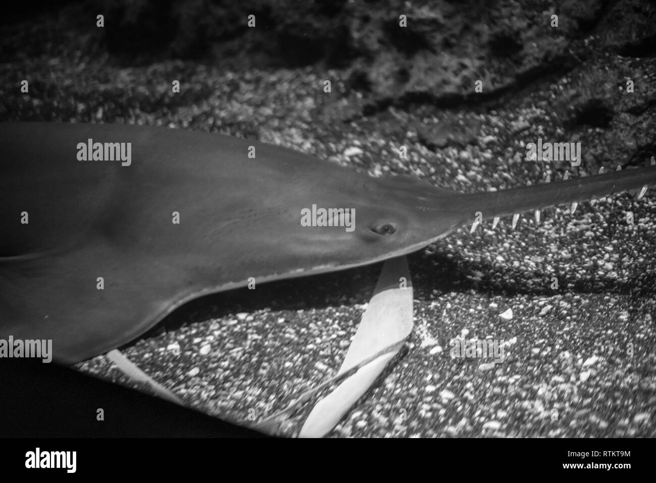 Largetooth sawfish (Pristis pristis) is considered critically ...