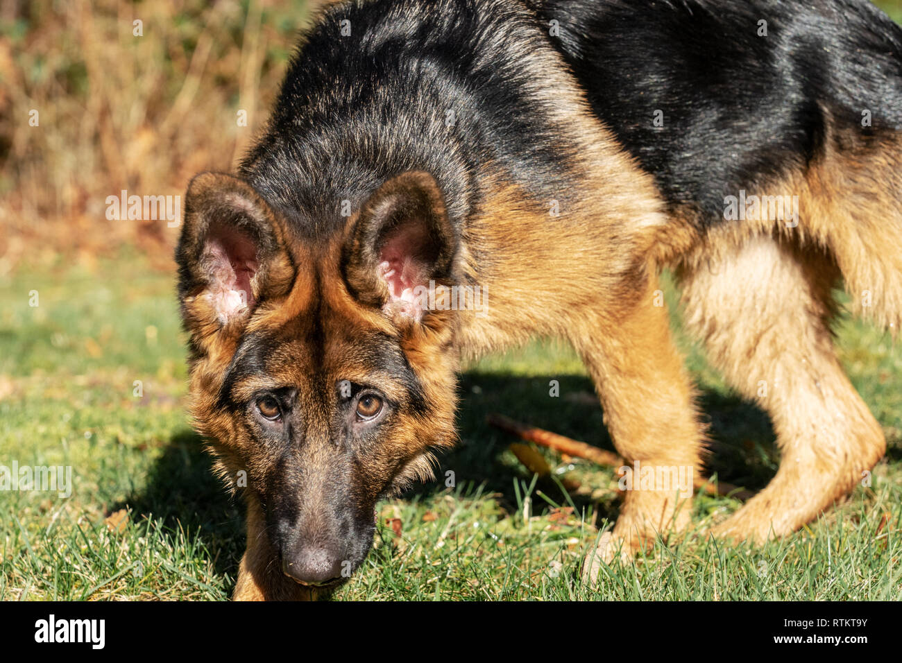 Sniff smell hi-res stock photography and images - Alamy