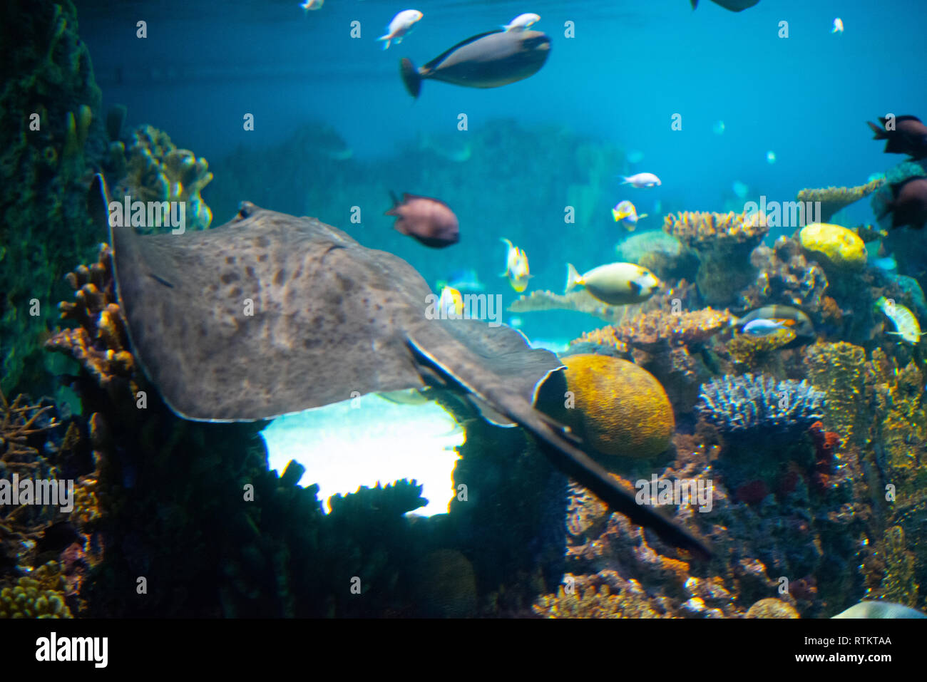 Roughtail stingray (Dasyatis centroura) lices in costal waters Stock ...