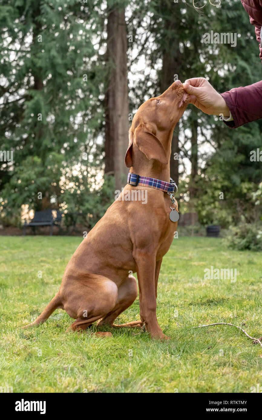 Good behavior hi-res stock photography and images - Alamy