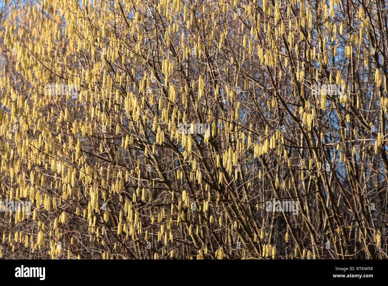 Haselnussbusch mit Pollen Stock Photo - Alamy