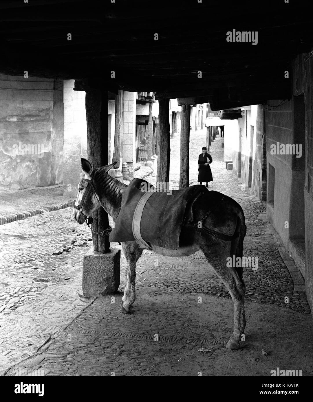 Burro blanco hi-res stock photography and images - Alamy