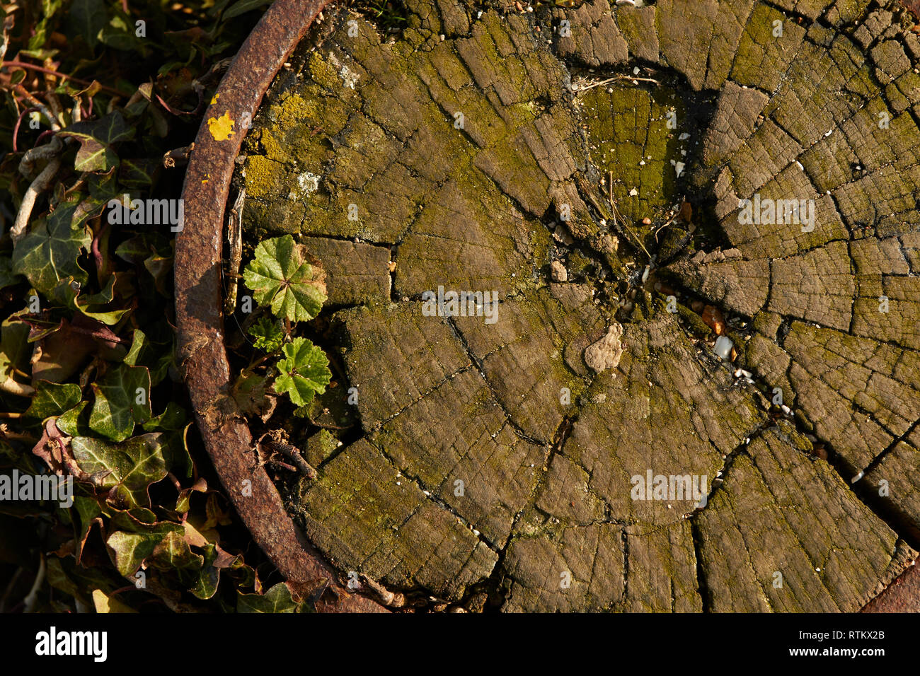 Abstract top of wooden post showing patterns and texture, Whitstable ...
