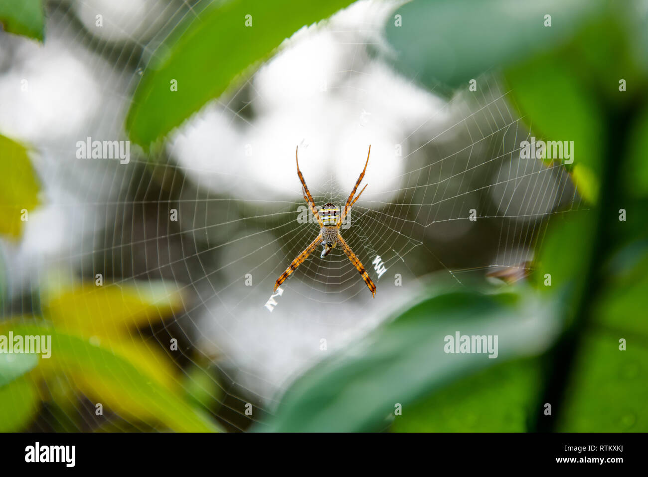 Female of Argiope Keyserlingi or St. Andrew's Cross Spider is a common ...