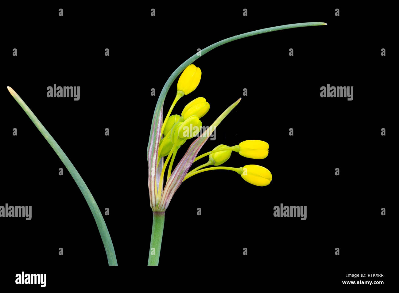 Yellow-flowered garlic, Allium flavum, var. minus, a dwarf allium from ...