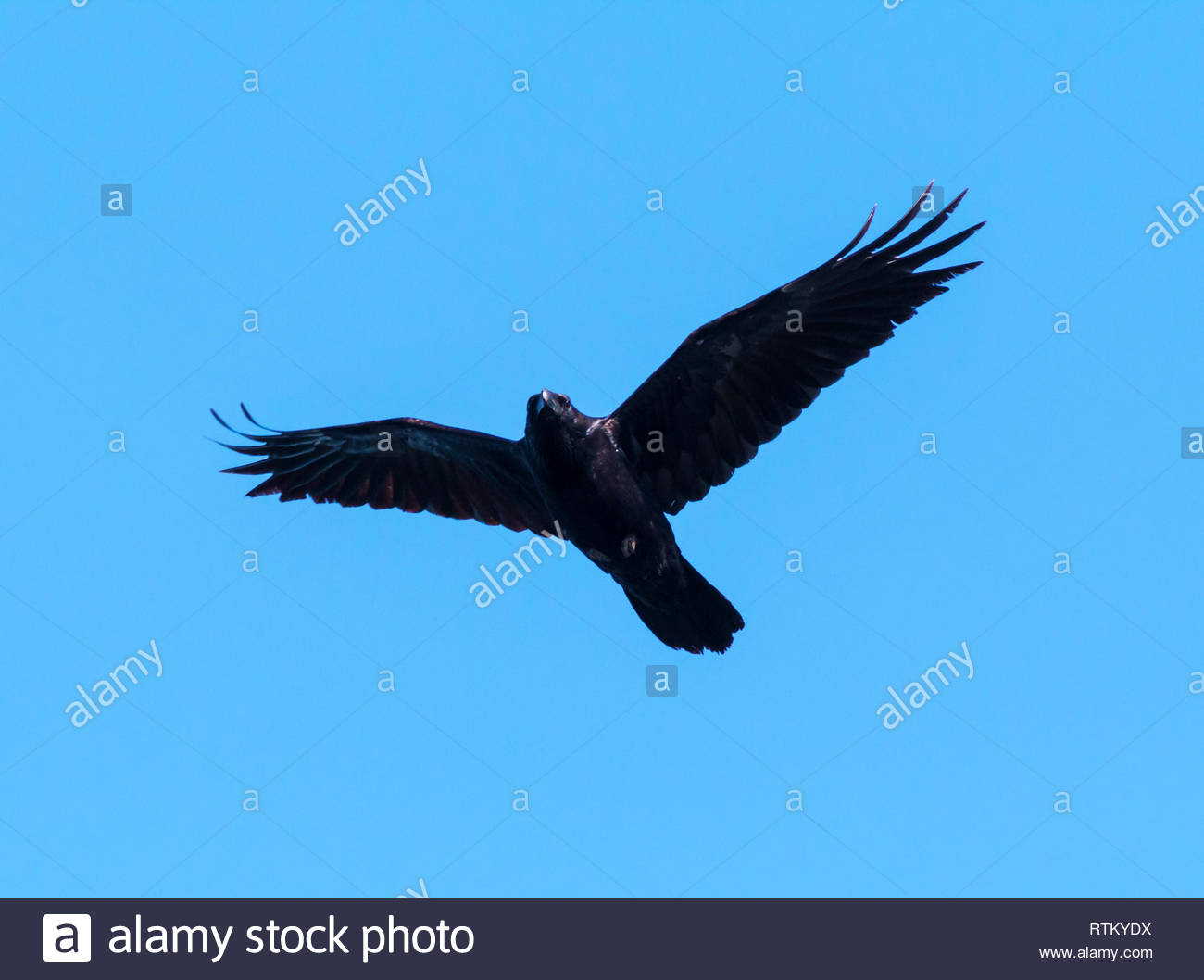 Common Ravens Flying Bird Birds High Resolution Stock Photography and ...