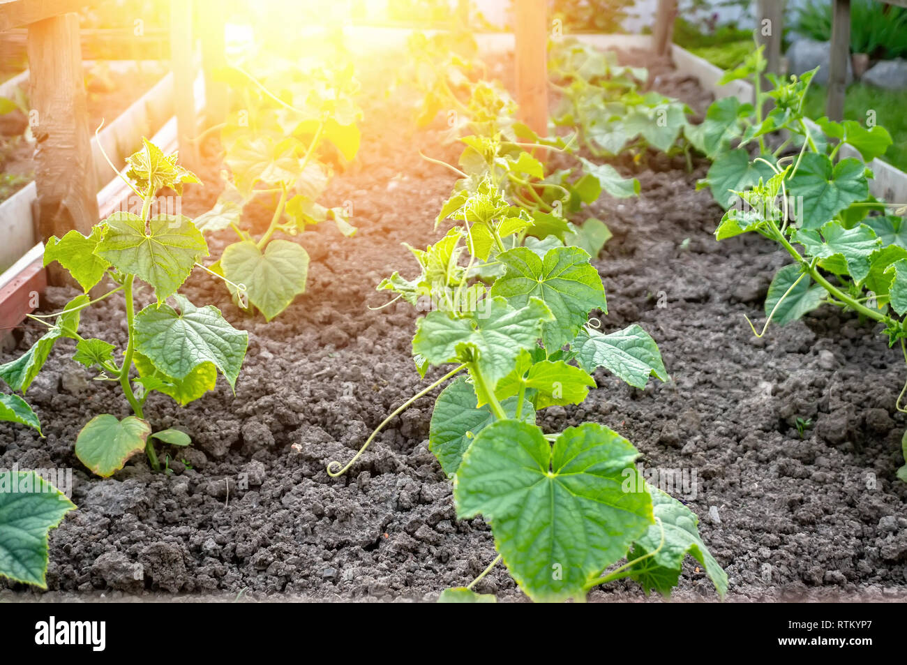 Proper transplanting hi-res stock photography and images - Alamy