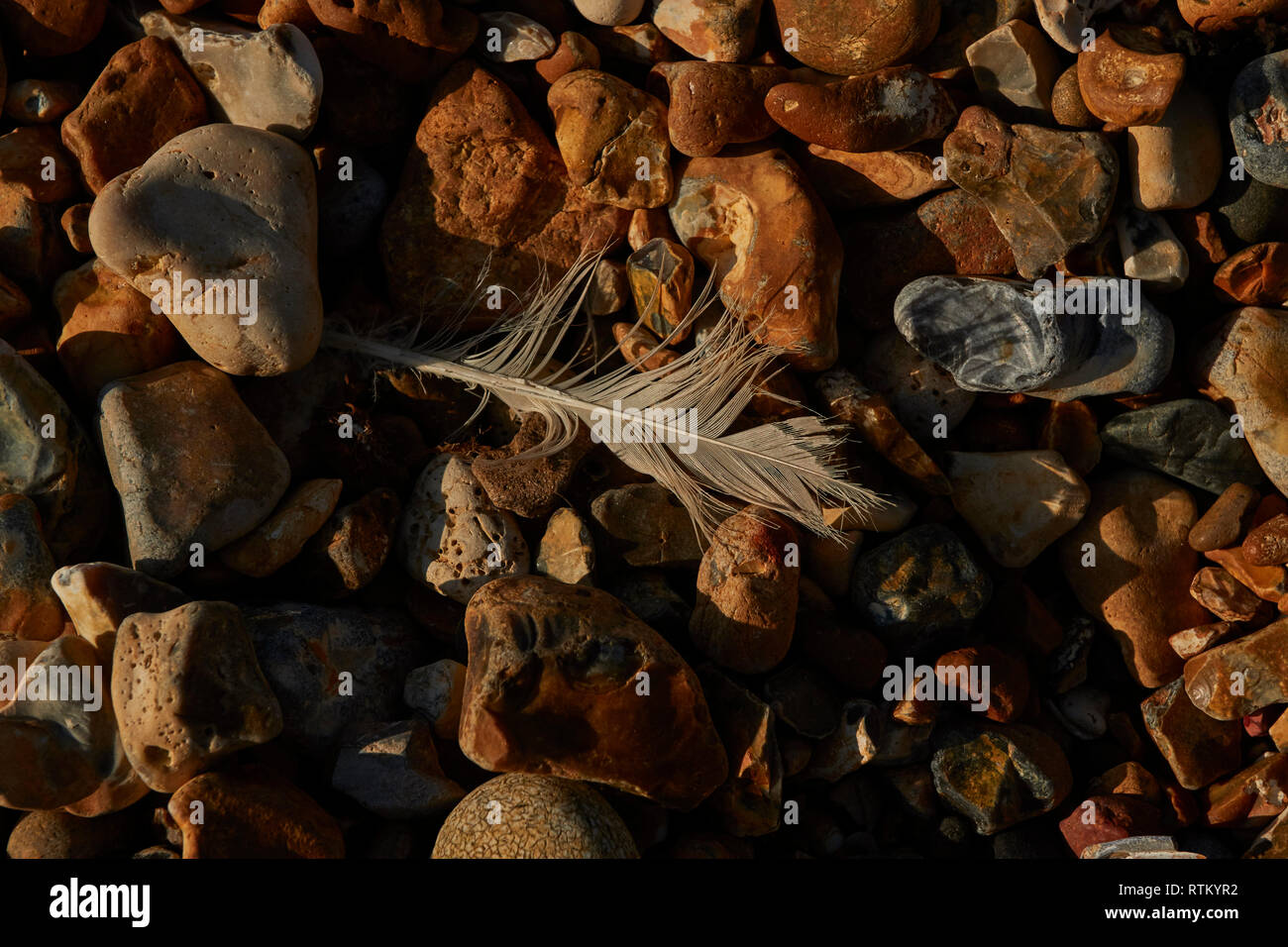Lone discarded feather on pebble beach, Kent seaside, England, United ...