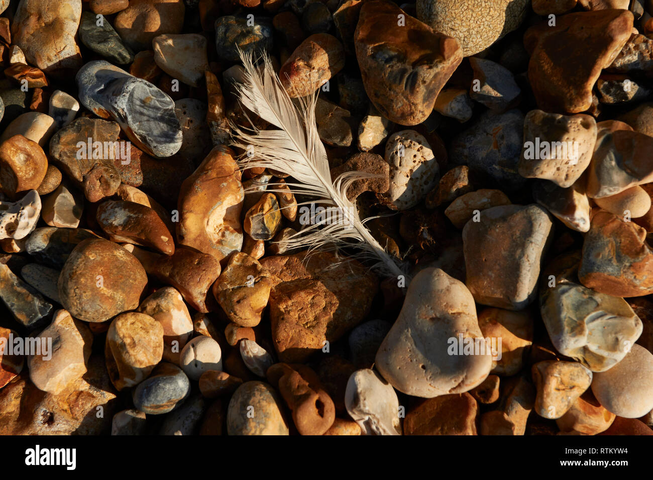 Lone discarded feather on pebble beach, Kent seaside, England, United ...