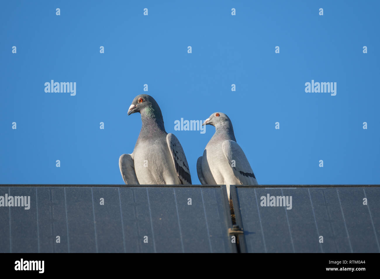 Solar panel on roof couple hi-res stock photography and images - Alamy