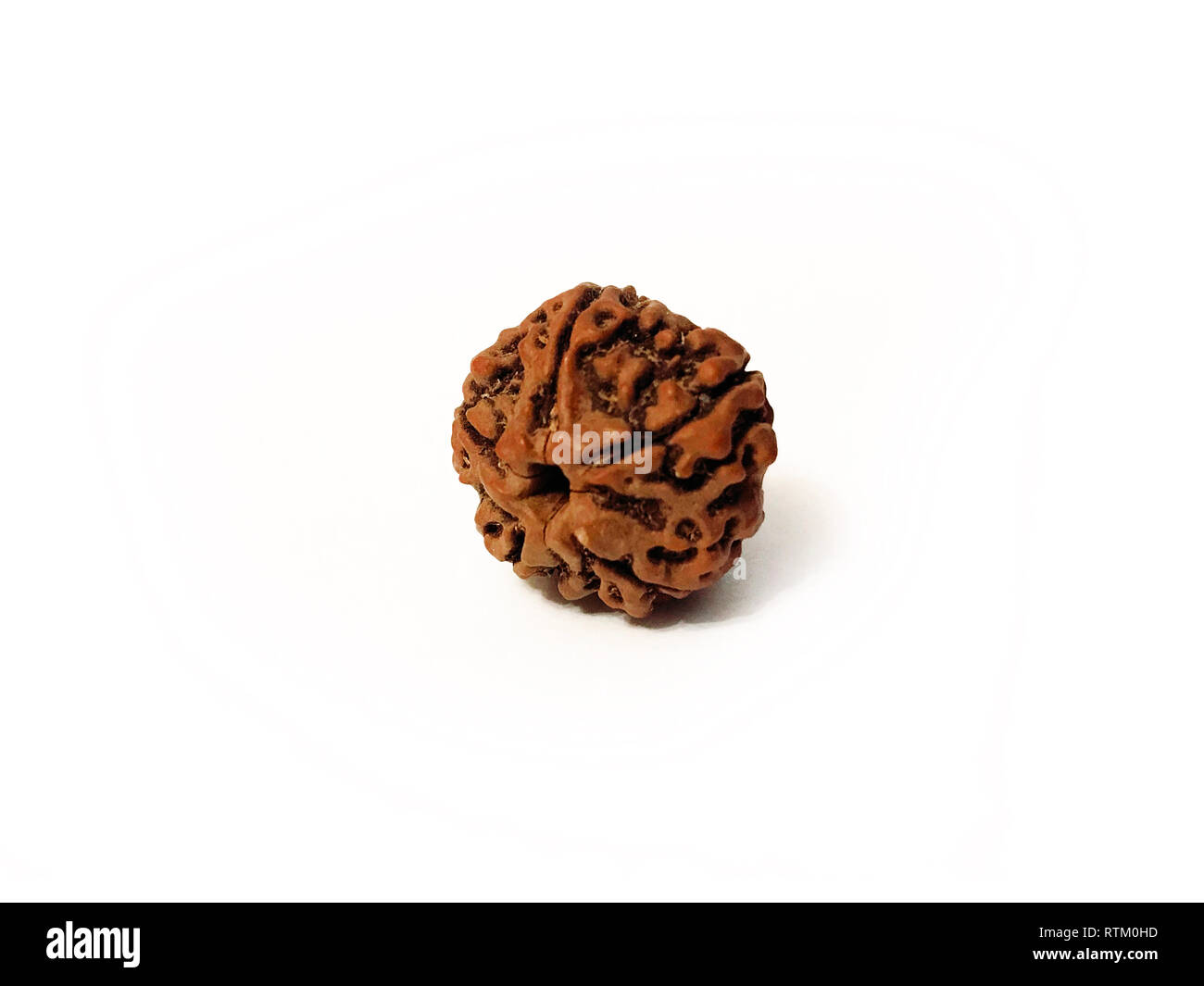 Rudraksha holy seed isolated on white background Stock Photo - Alamy