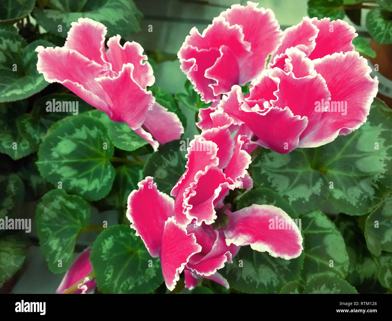 Cyclamen family primulaceae hi-res stock photography and images - Alamy