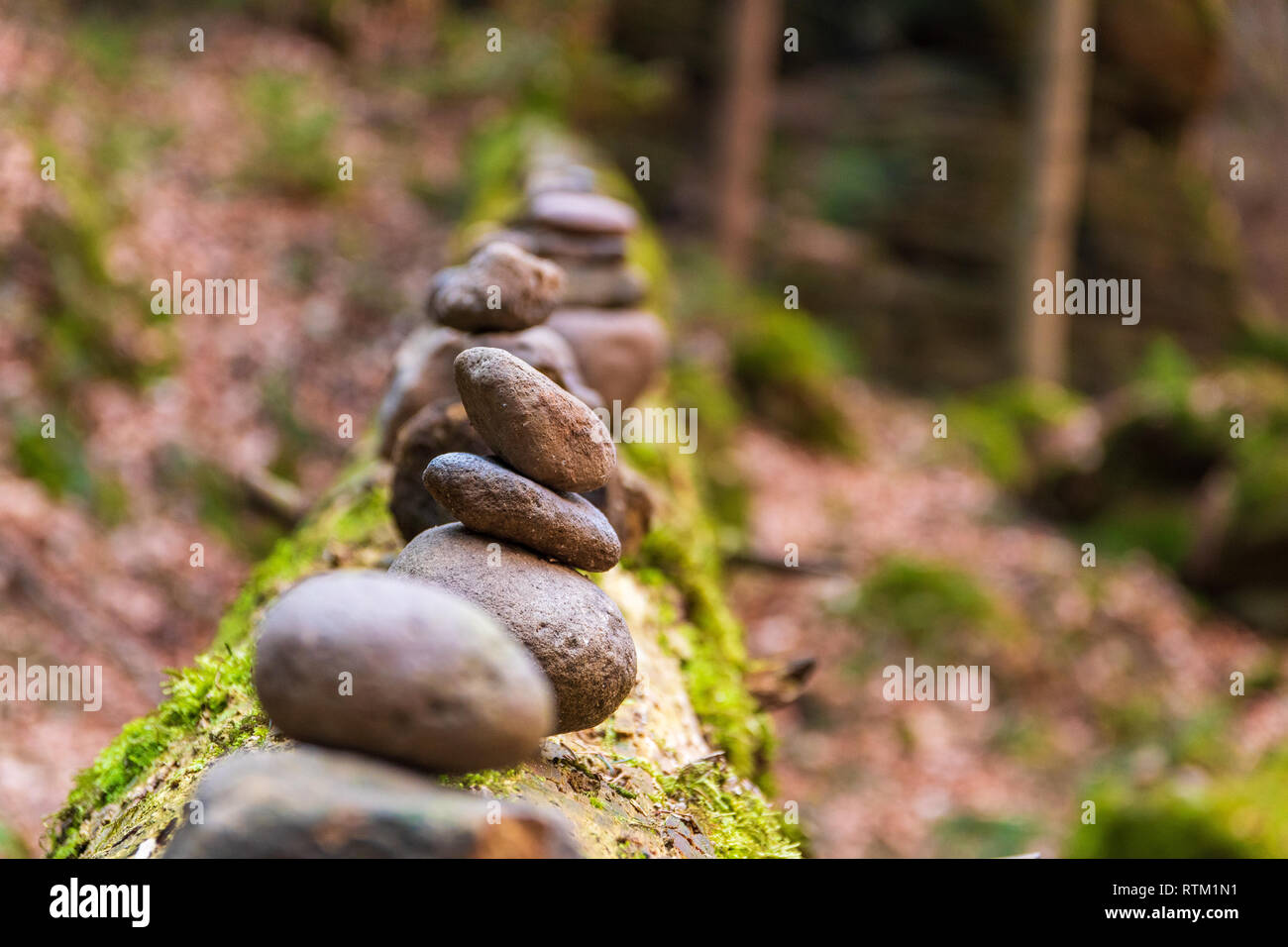 Stem stacked hi-res stock photography and images - Alamy