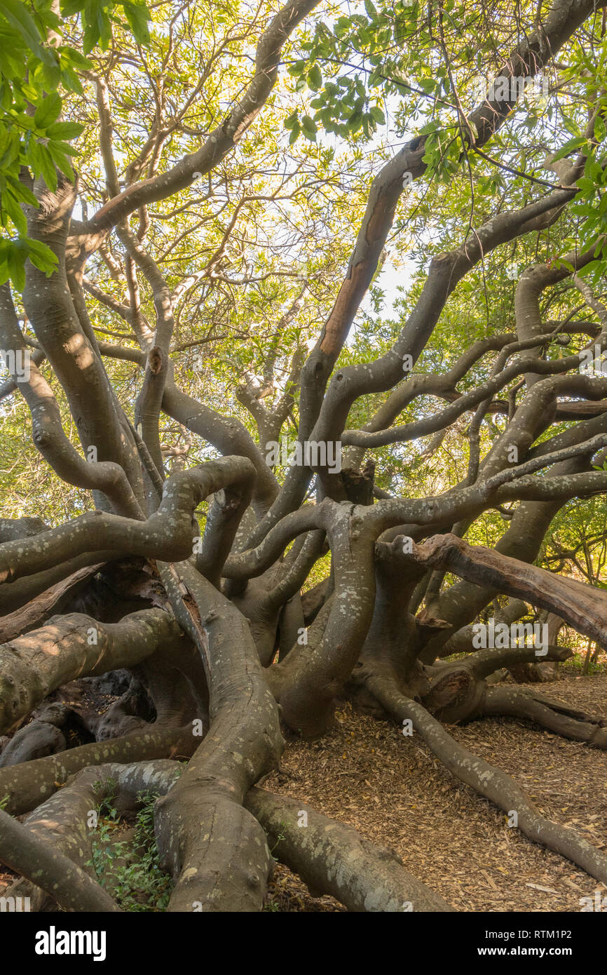 Branched root of a tree Stock Photo - Alamy