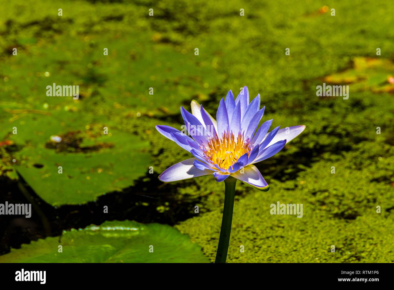 water lily in south africa Stock Photo - Alamy