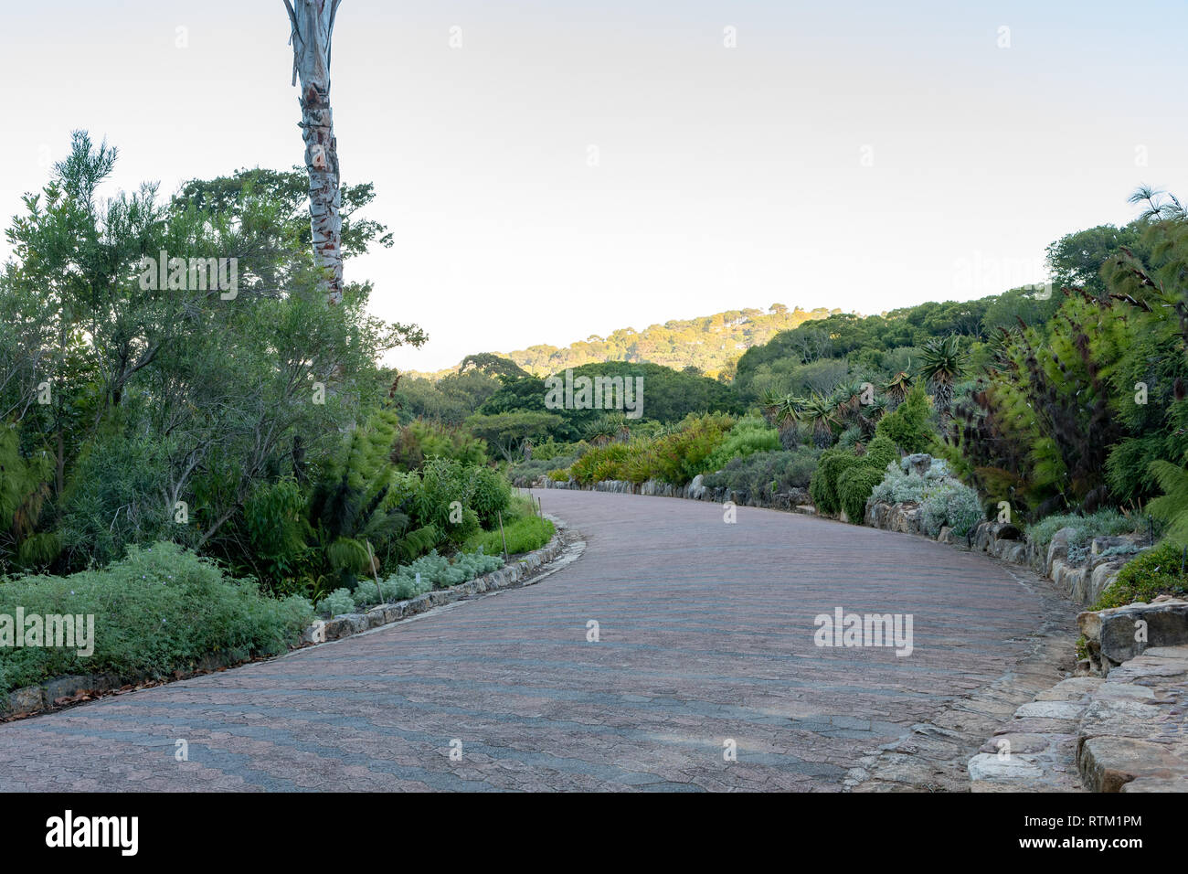 a path with trees on the side of a road Stock Photo - Alamy