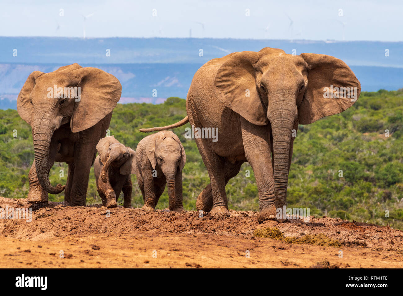 elephants family with funny baby Stock Photo - Alamy