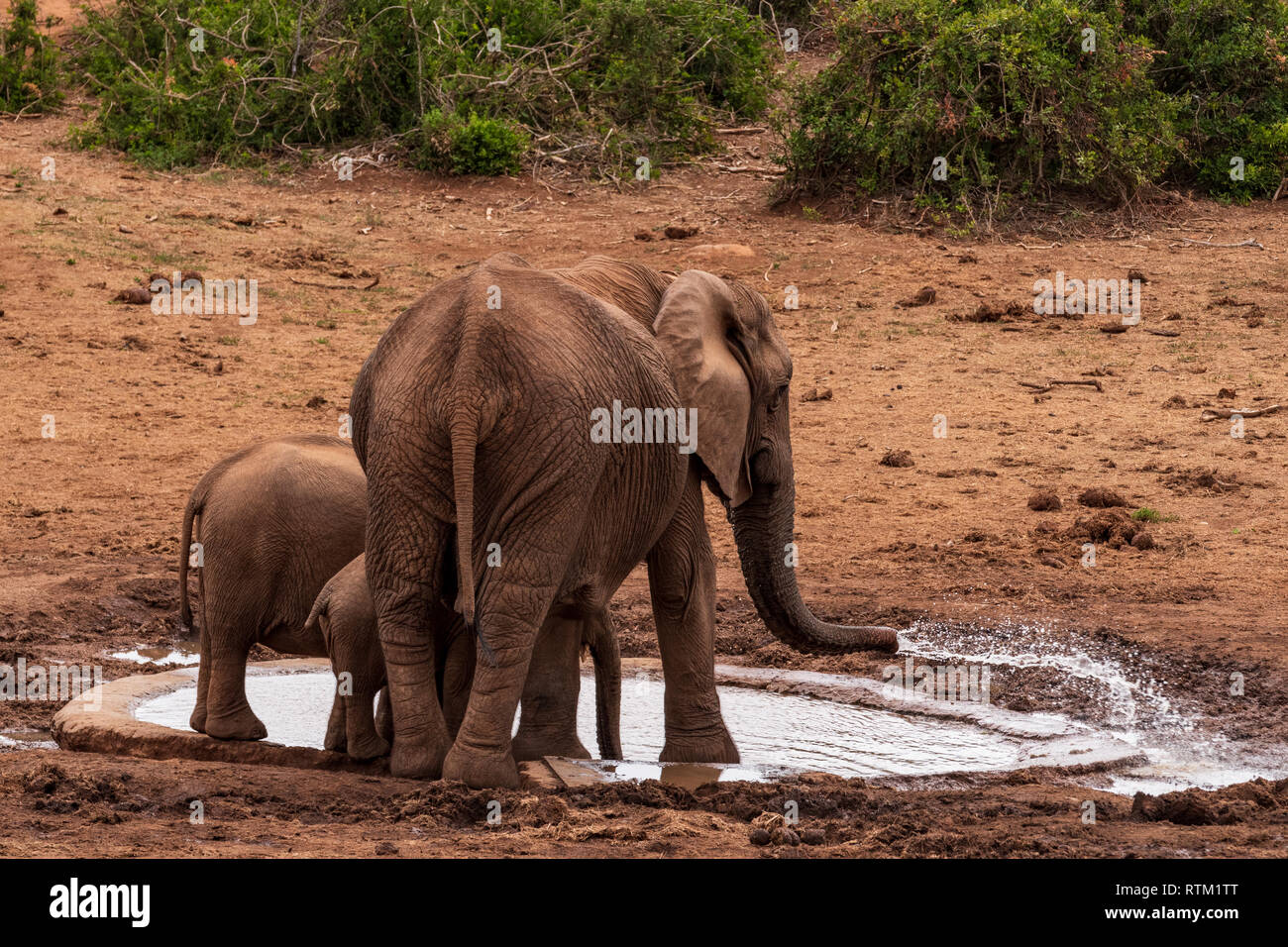 drinking and playing elephants Stock Photo - Alamy