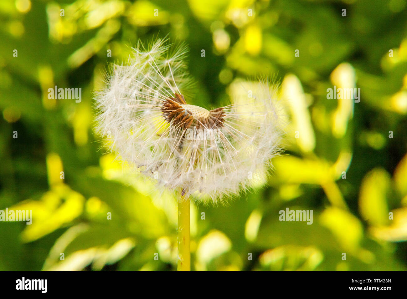 Dandelion seeds blowing in wind in summer field background. Change ...