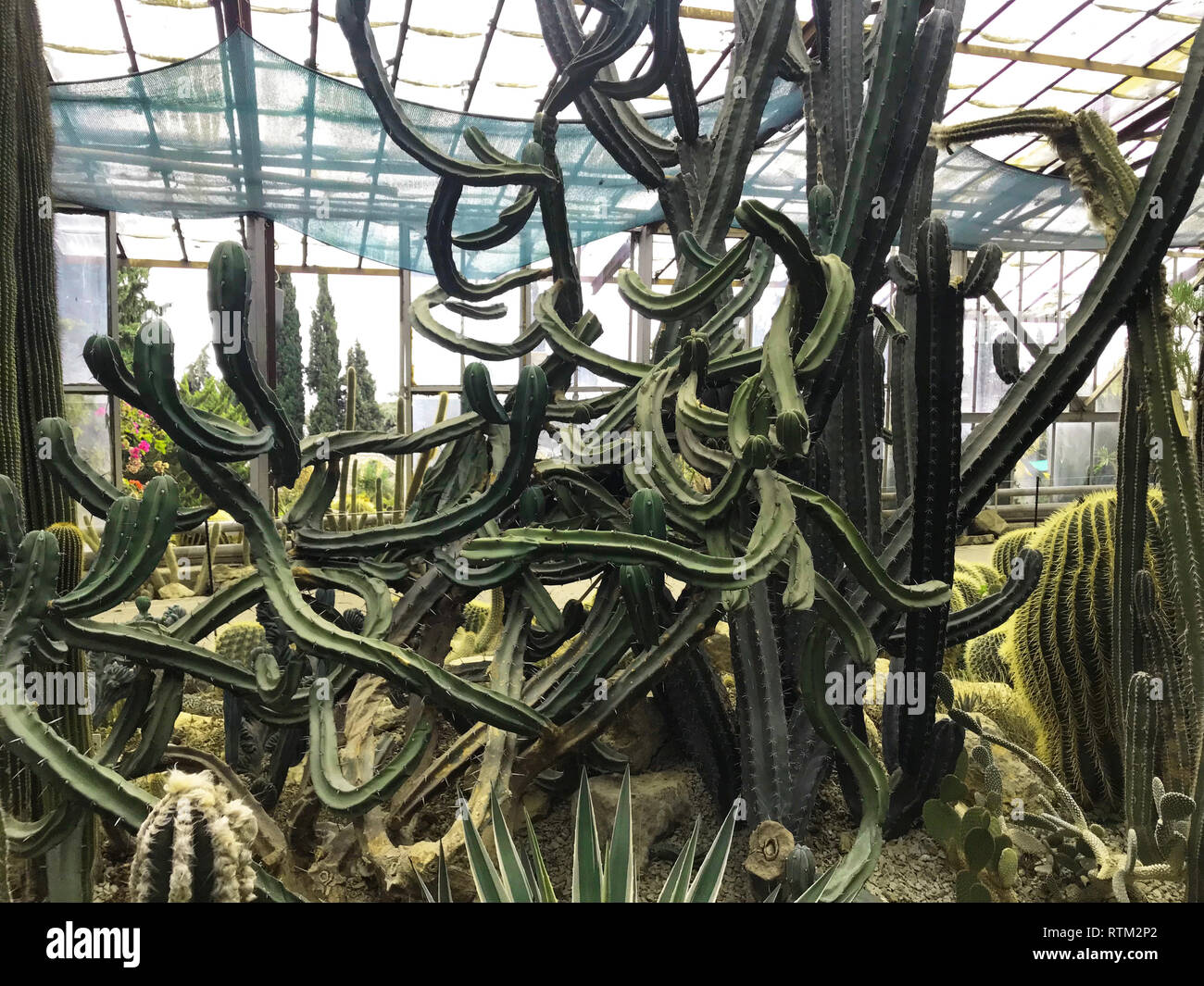 Various cactus in a glass greenhouse for protection in The Conservatory ...